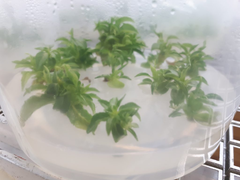 In vitro culture laboratory | Végétolab