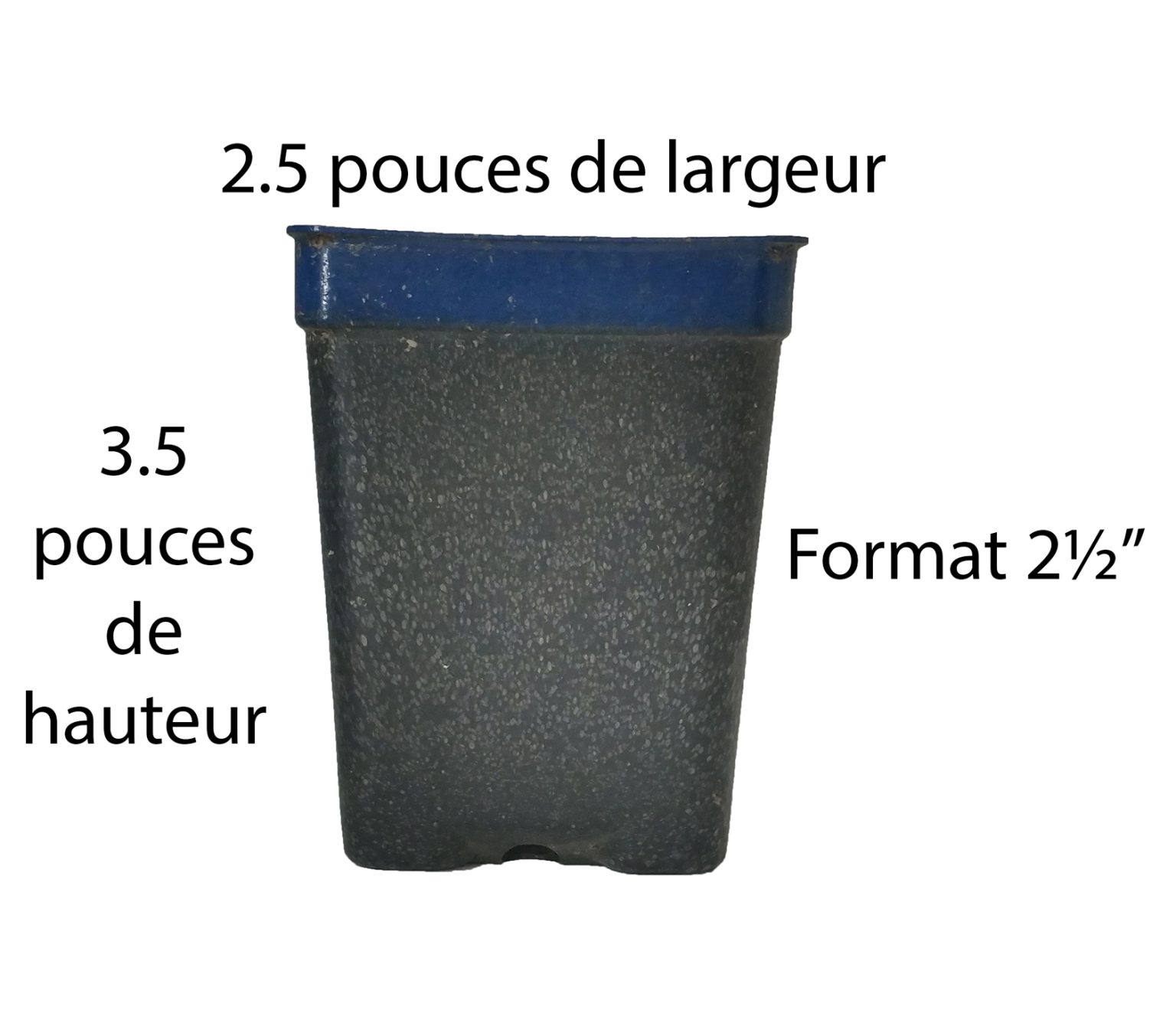 Végétolab - Grossiste fruitier - Culture In-vitro de végétaux ...