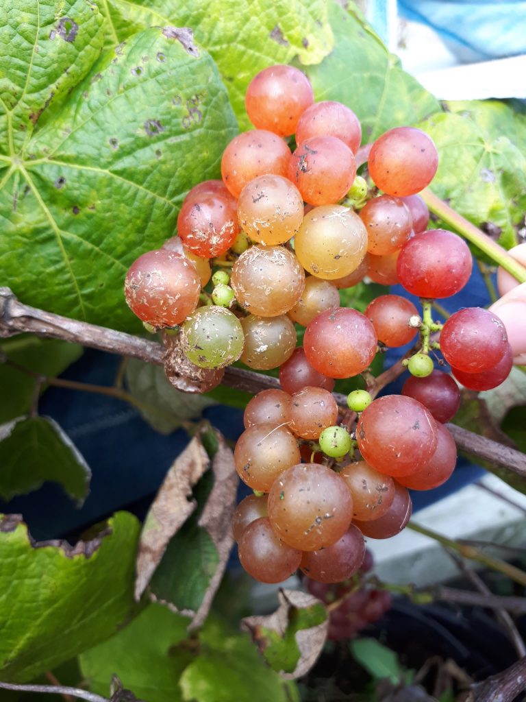 Table grape vine Somerset → Végétolab → berry seedlings NURSERY