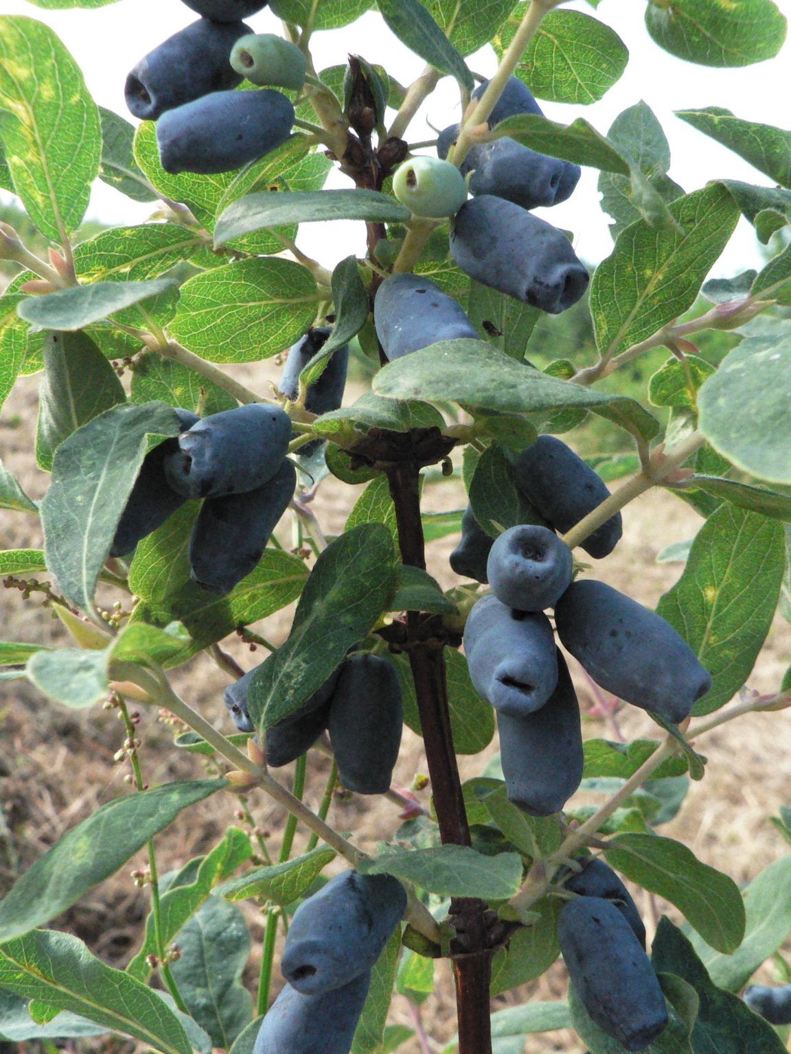 Haskap Berry Blue → Végétolab → berry seedlings NURSERY