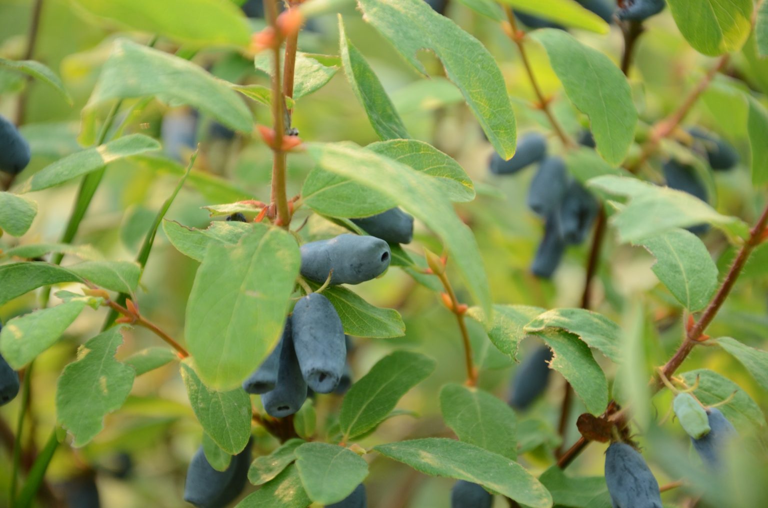 Haskap Berry Blue → Végétolab → berry seedlings NURSERY