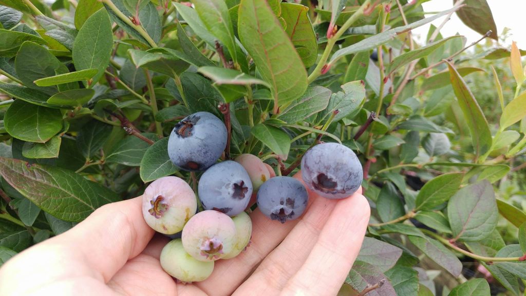 Végétolab - Grossiste fruitier - Culture In-vitro de végétaux ...