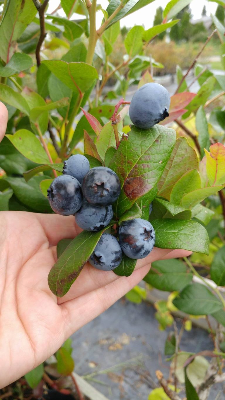 Végétolab - Grossiste fruitier - Culture In-vitro de végétaux ...