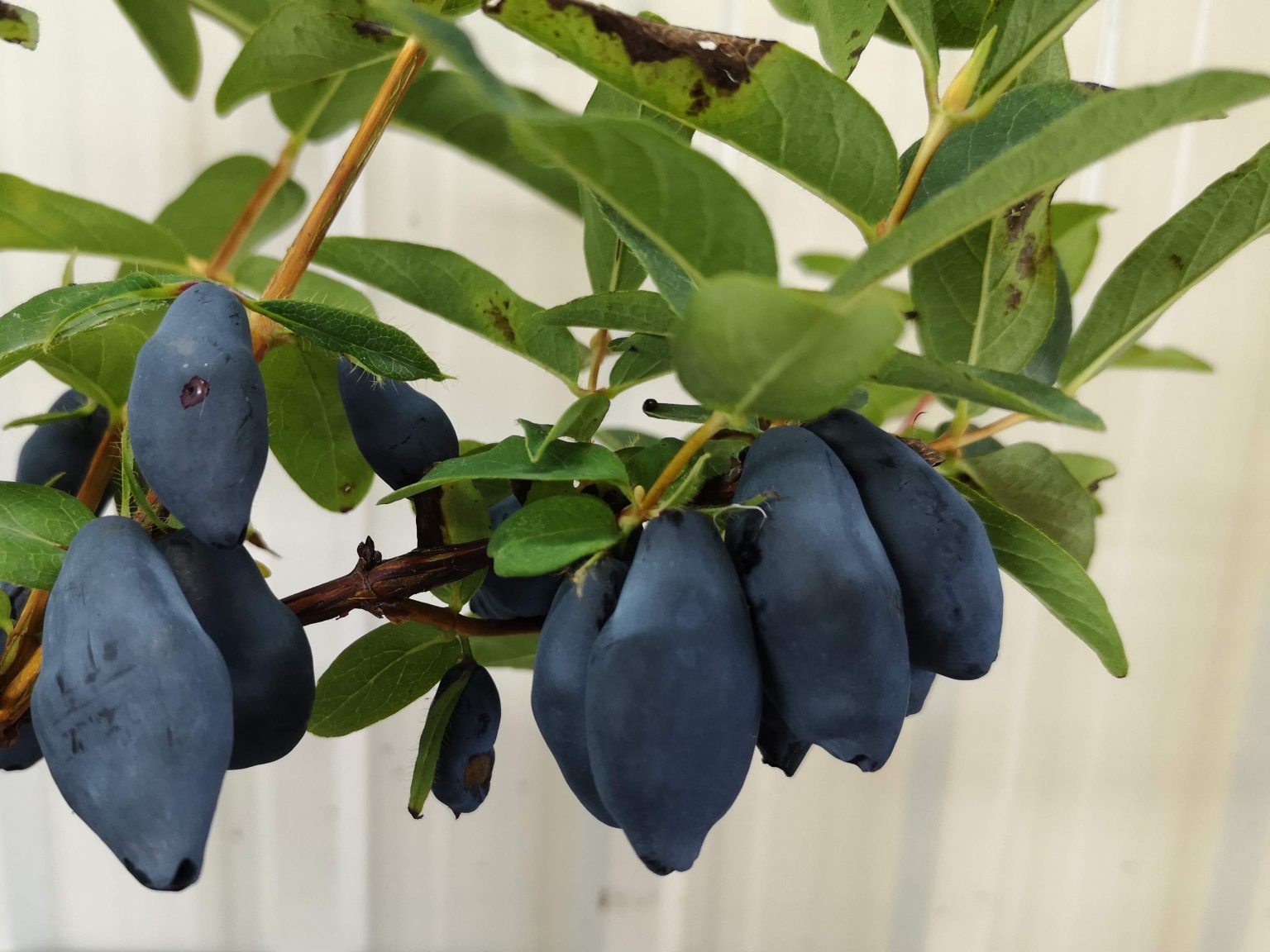 Camerisier Boreal Blizzard → Végétolab → GROSSISTE plants fruitiers