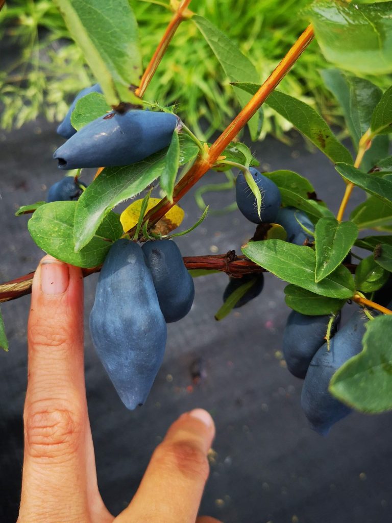 Haskap Boreal Blizzard → Végétolab → berry seedlings NURSERY