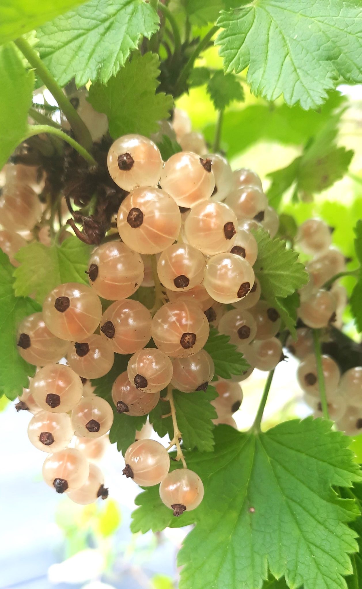 Gadelier Archives → Végétolab