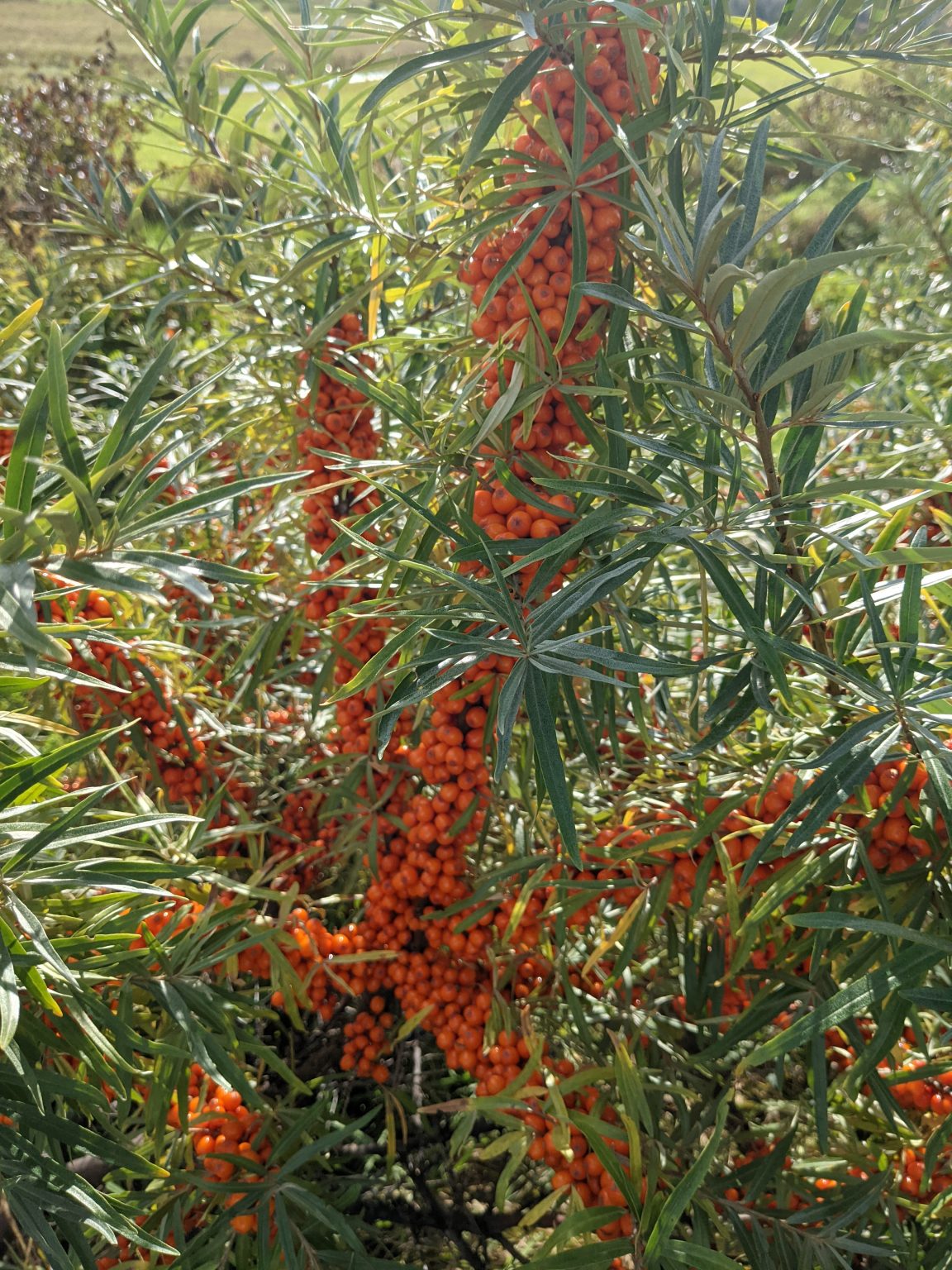 Sea Buckthorn Orange Russian → Végétolab→ berry seedlings NURSERY
