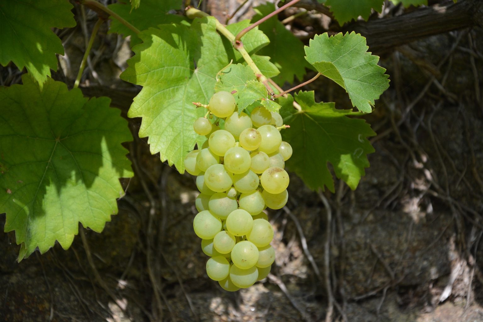 Table grape vine Himrod → Végétolab → berry seedlings NURSERY