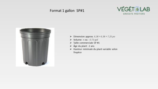 Végétolab - Grossiste fruitier - Culture In-vitro de végétaux ...