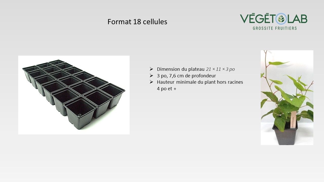 Végétolab - Grossiste fruitier - Culture In-vitro de végétaux ...