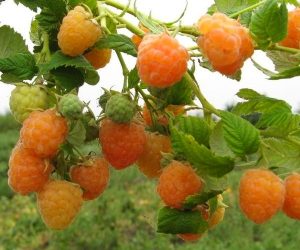 Végétolab - Grossiste fruitier - Culture In-vitro de végétaux ...