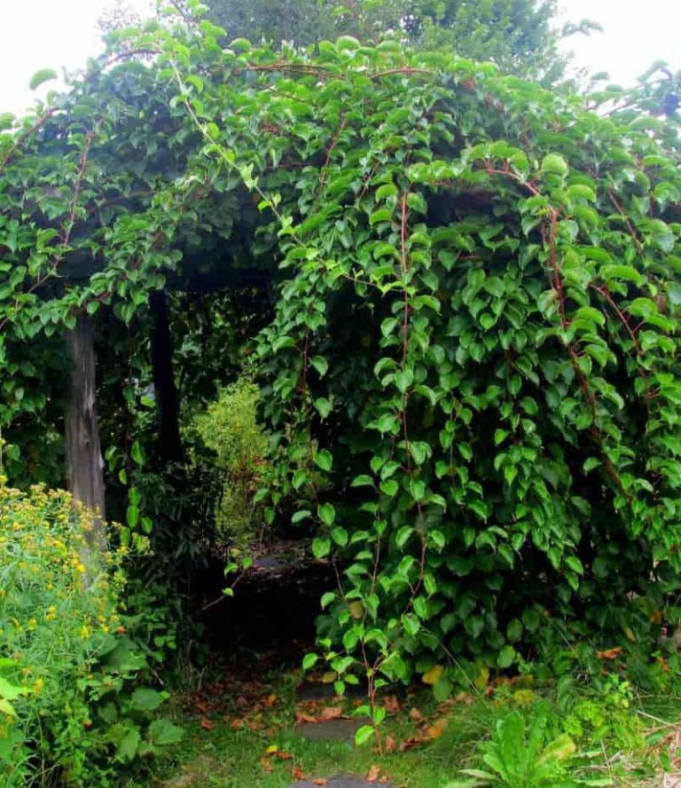 Végétolab - Grossiste fruitier - Culture In-vitro de végétaux ...