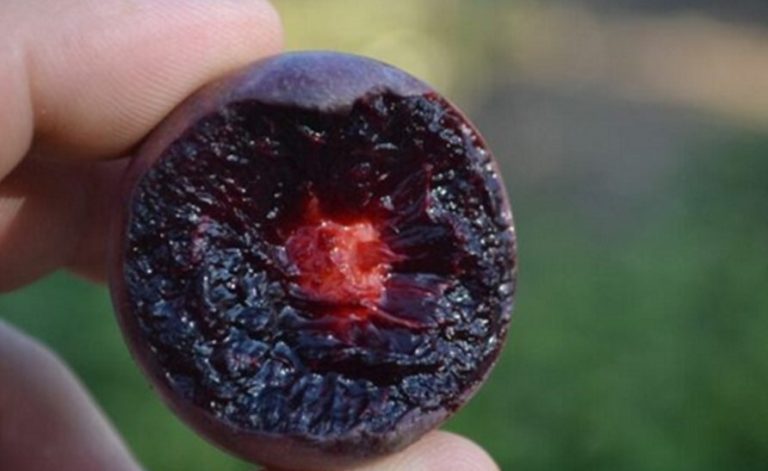 Manor Plum Cherry → Végétolab → berry seedlings NURSERY